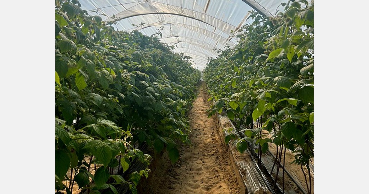 “There is little fruit and a lot of demand, in general, for all berries ...