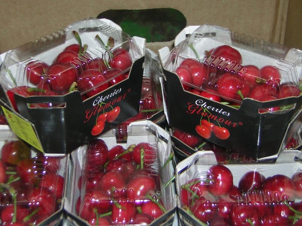 Cherries Glamor strives to replicate its project in Israel to recover ...