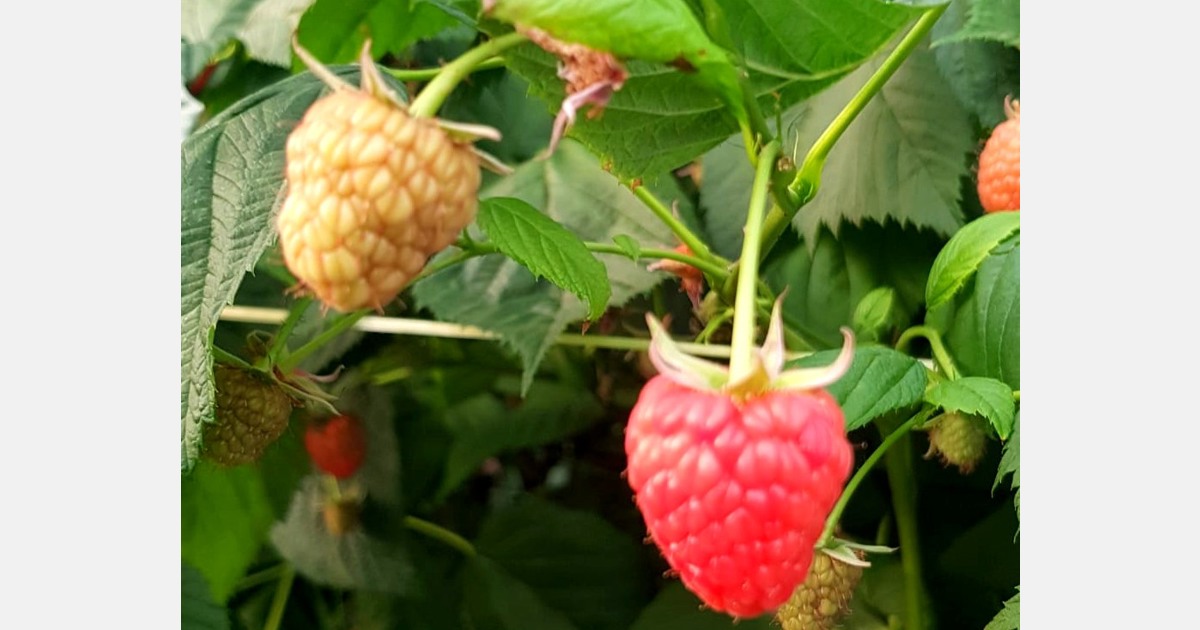 "Many Spanish operators and dealers have come to the Alentejo"