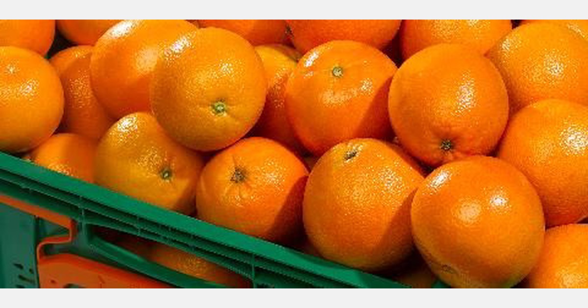 Spanish oranges have reached the highest prices at origin of the last ...
