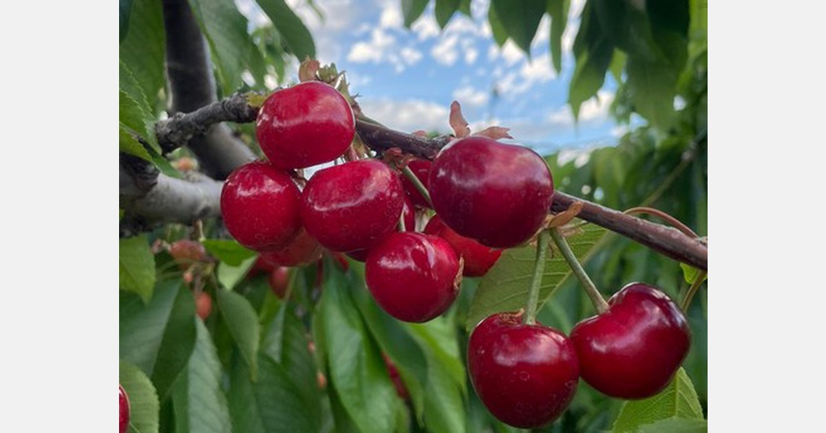 "We are starting the cherry campaign with one of the best years in ...