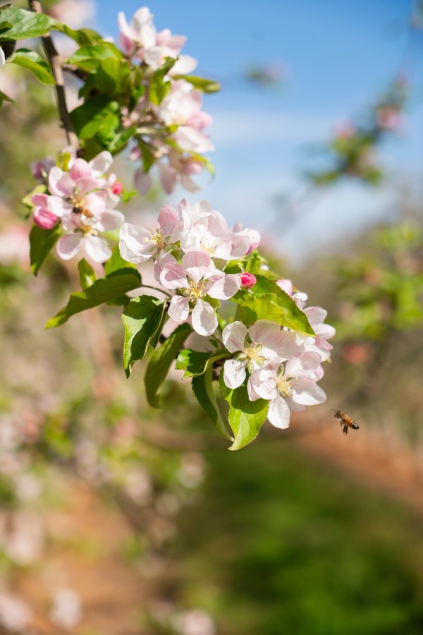 "The flowering of the Pink Lady has been extraordinary, with maximum ...