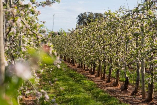 "The flowering of the Pink Lady has been extraordinary, with maximum ...
