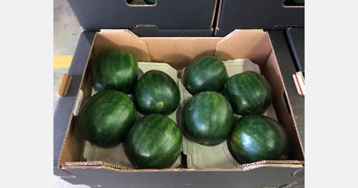 "We are working with watermelon formats weighing from 1.5 to 3 kg ...