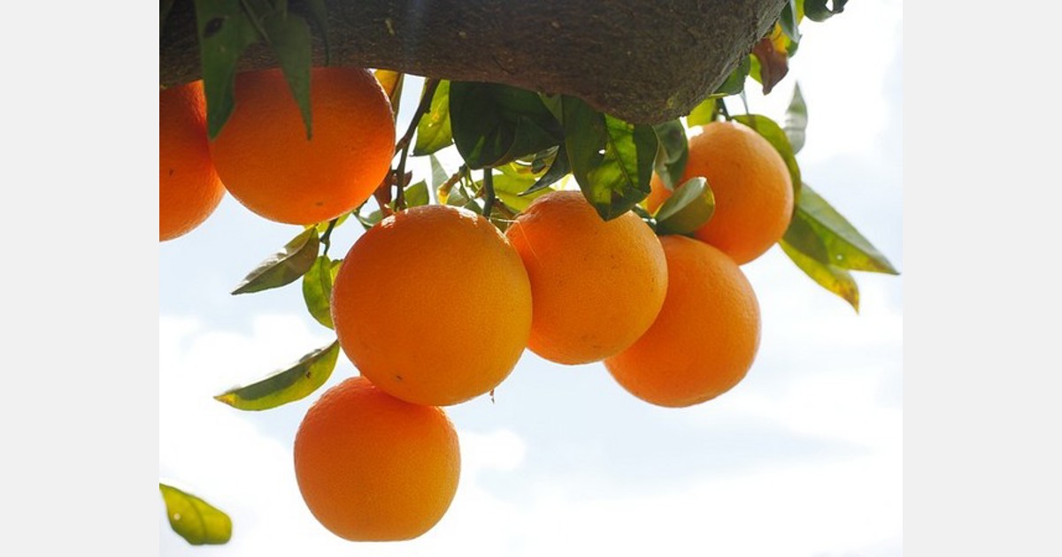 Navel orange prices at origin are 180% higher than a year ago