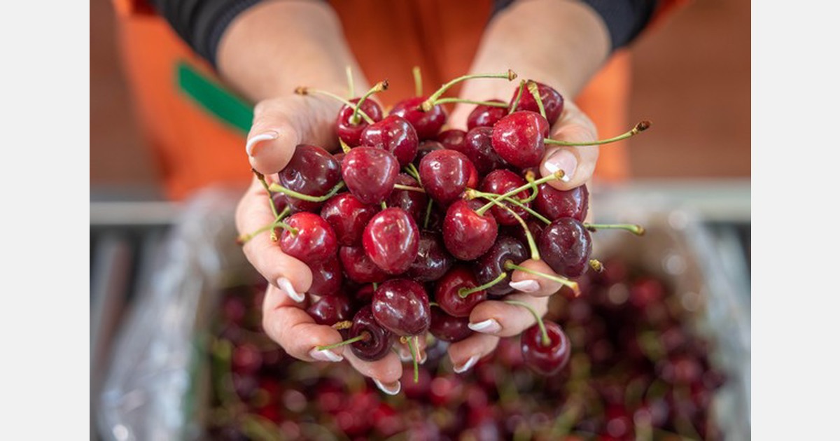 New technology for the detection of pits in fresh and frozen cherries