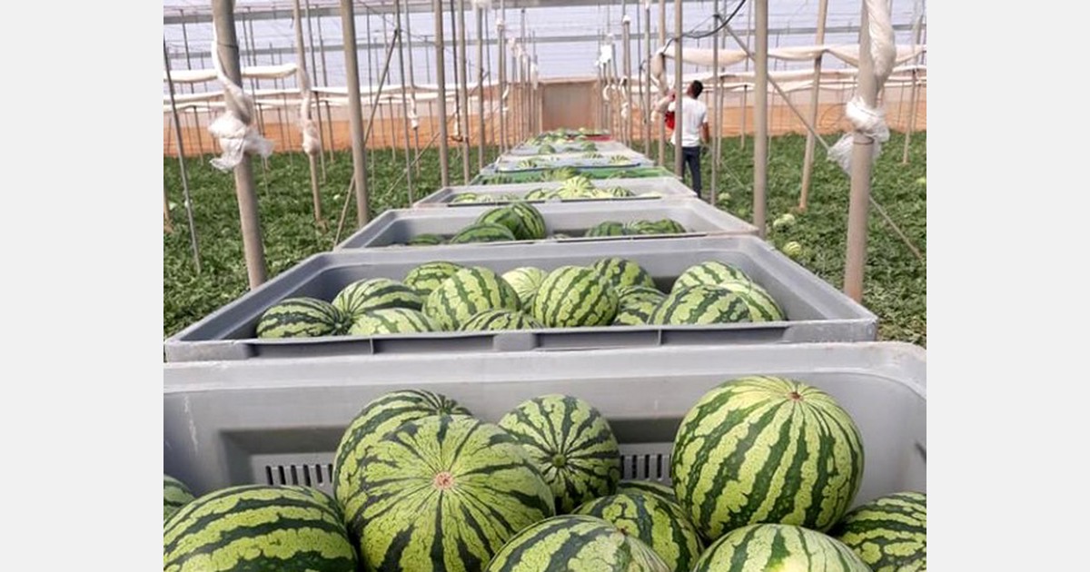 "So far, watermelon sales have been driven more by the domestic market ...