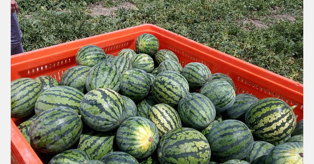 "The current price of greenhouse watermelons only covers half of its ...