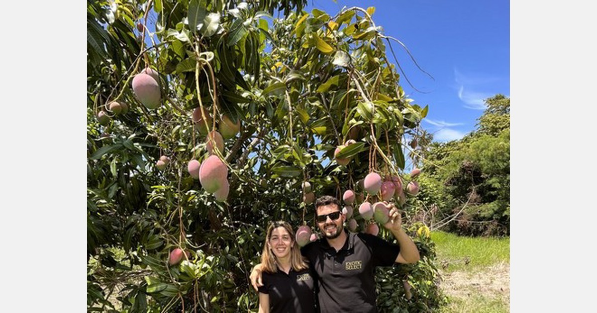 "We have started importing Dominican mangoes by sea which taste the ...