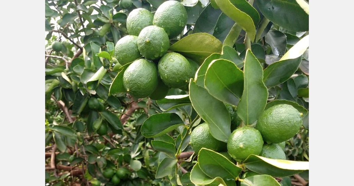 "We fear Europe will ban the import of Brazilian Tahiti limes because ...