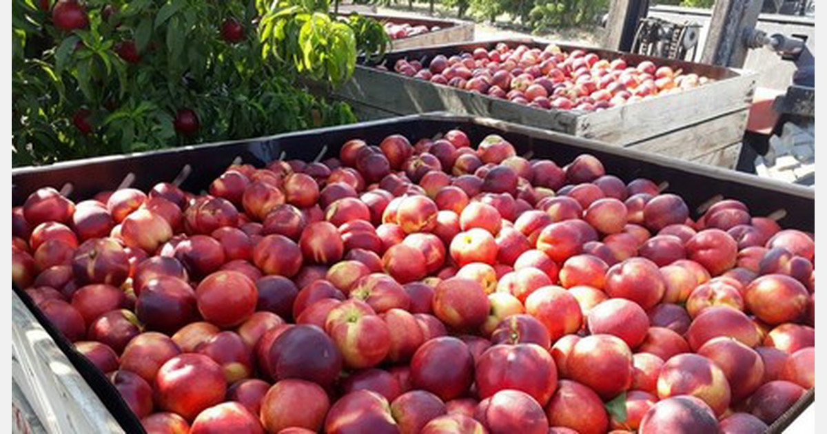 "The donut peach, peach, and nectarine market has stagnated"