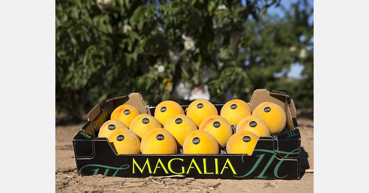 “The price of large caliber yellow peaches has skyrocketed, similar to ...