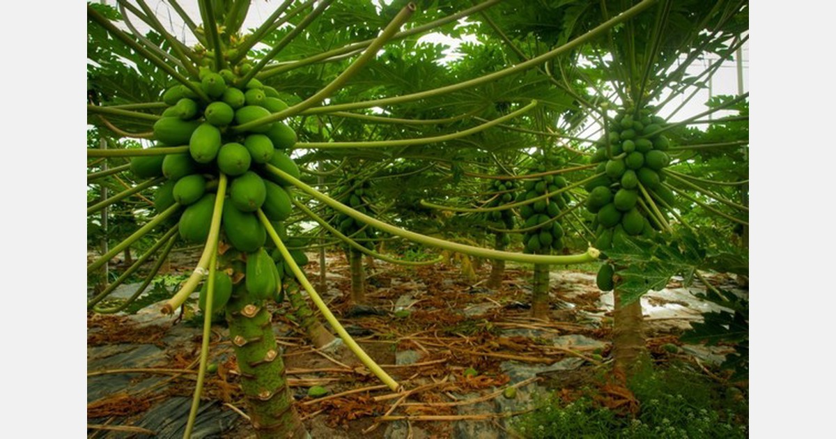 "Organic papayas thrive in Almeria's greenhouses and remain free of ...