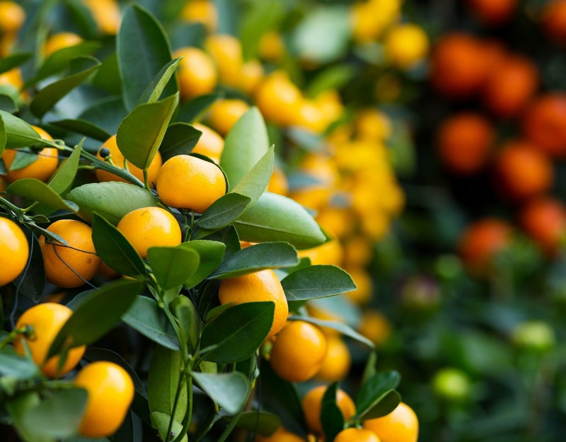 “A way to guarantee the caliber and quality of the fruits in citrus crops”