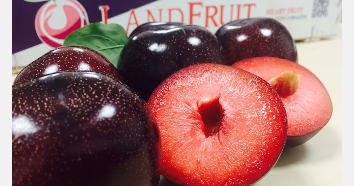 "Plum prices could rise from now on, in the second part of the campaign"