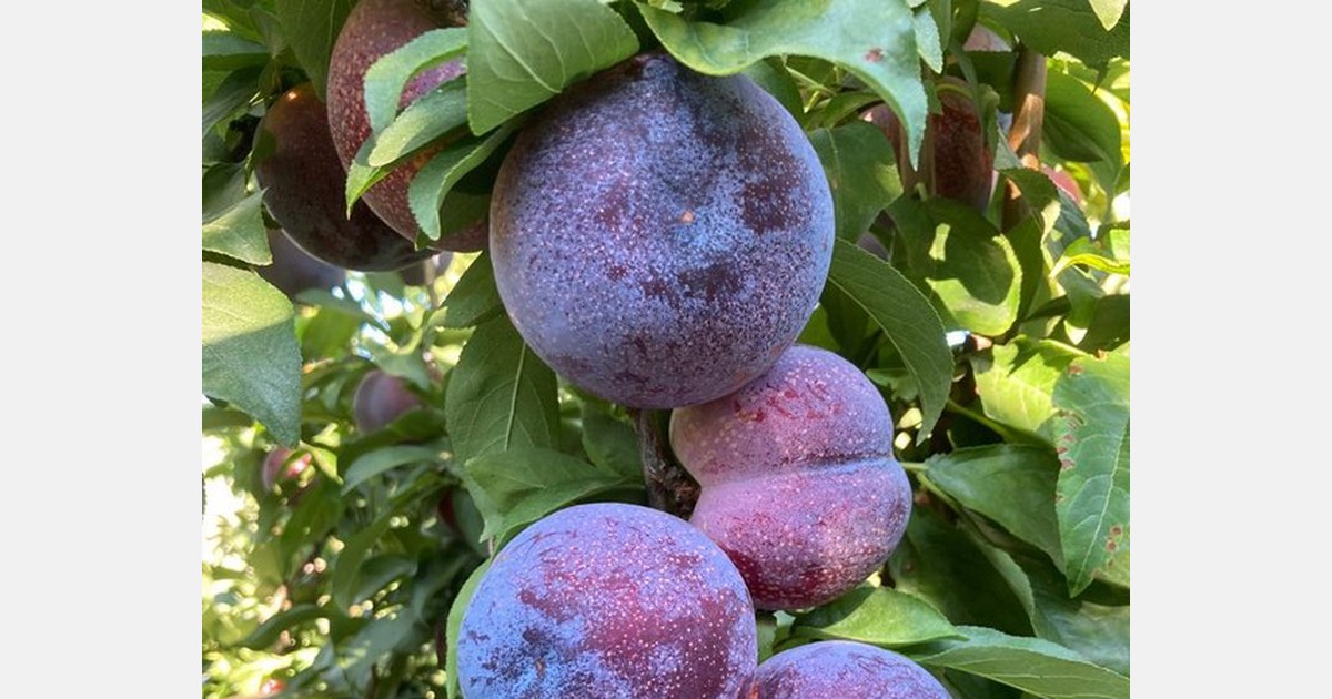 "Transit times to Brazil have increased from 9 to 17 days, preventing ...