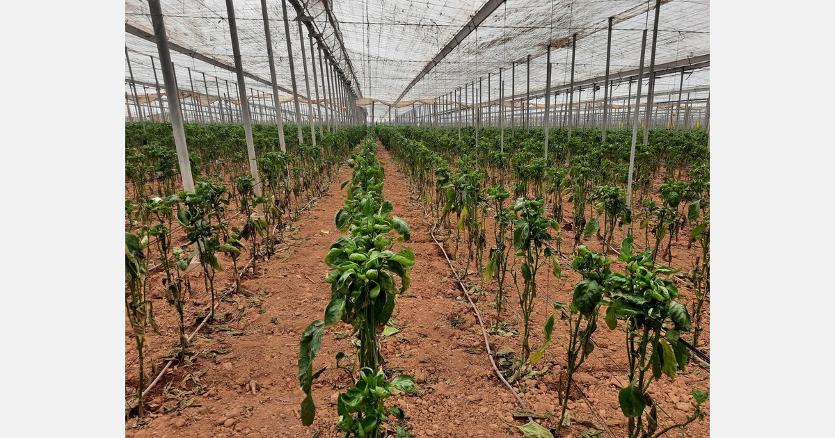 "Thrips parvispinus" threatens Almeria's pepper crops