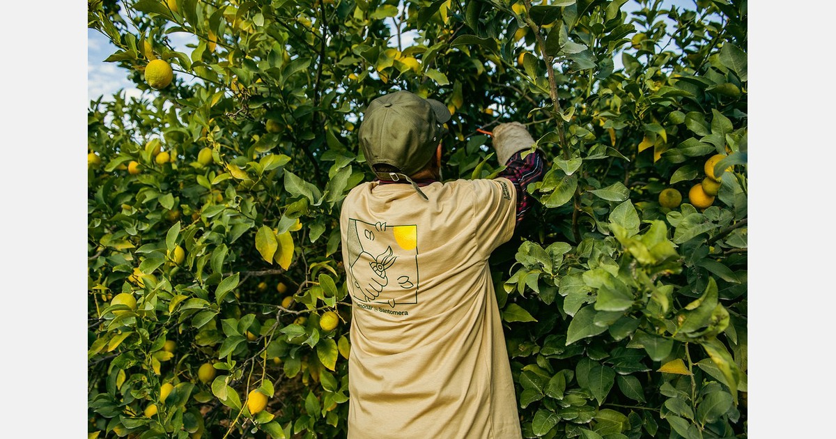 Murcia lemon grower distributes more than 50,000 tons in latest campaign