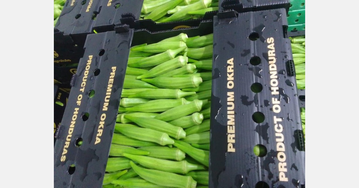 “We are already exporting more than 60 pallets of okra per week”