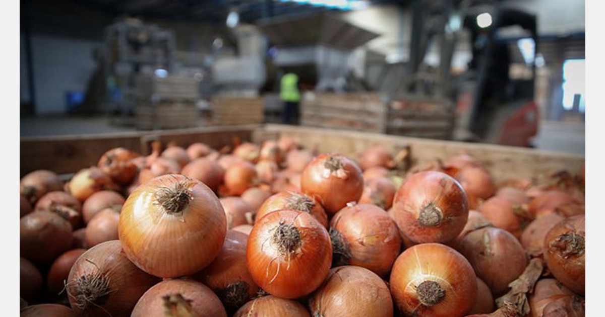 Poor shelf life of onions across Europe causes uncertainty as to ...