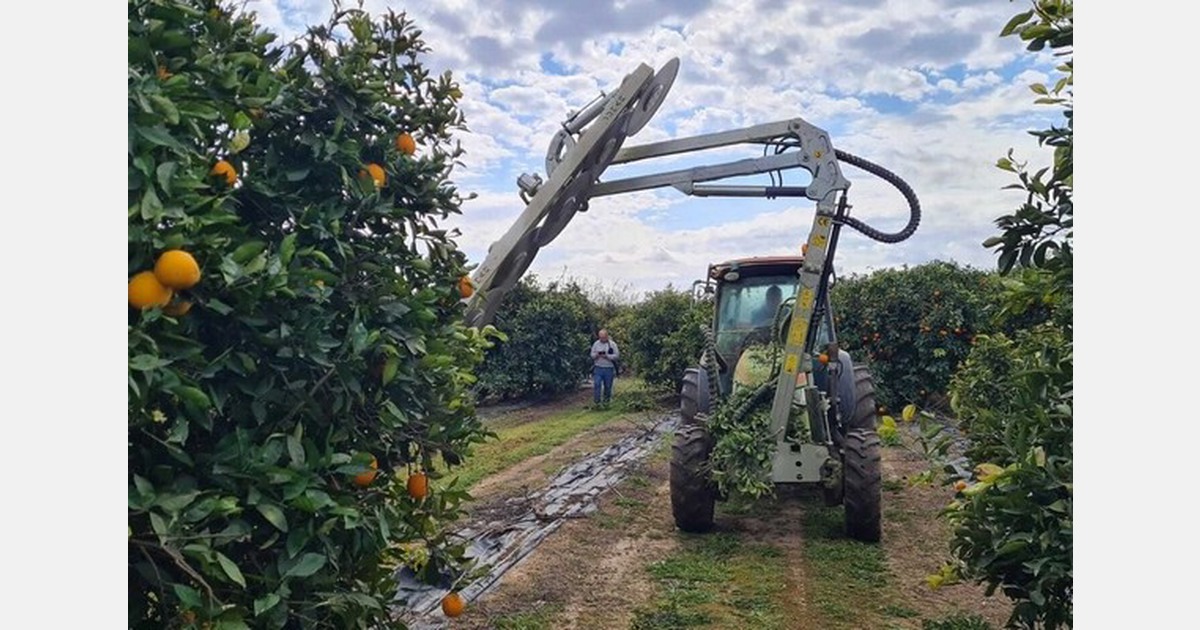How to optimize profitability in citrus crops