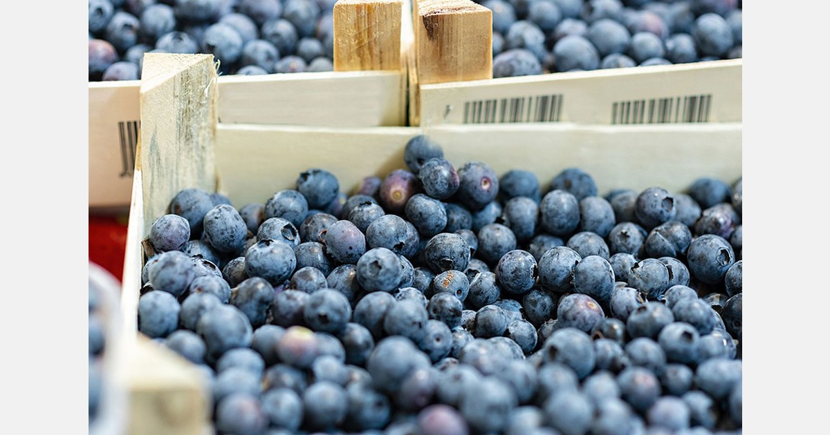 Who are the main exporters of Peruvian blueberries in the current campaign?
