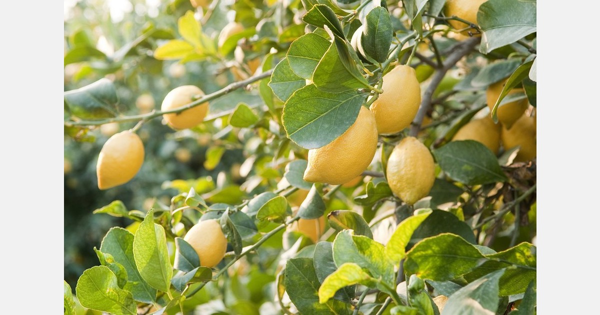 "The lemon campaign is long and we're confident that prices will return ...