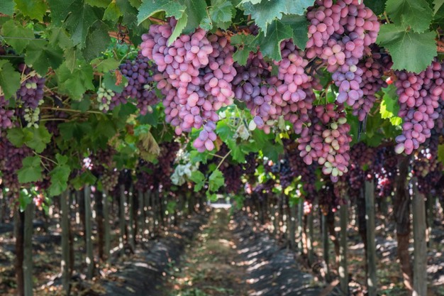"New varieties will account for 64% of all Chilean table grape exports"