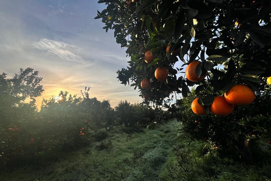 The Leanri is a mandarin variety for professionals