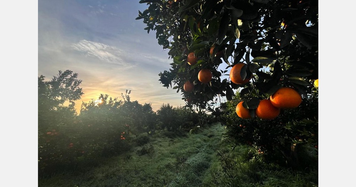 The Leanri is a mandarin variety for professionals