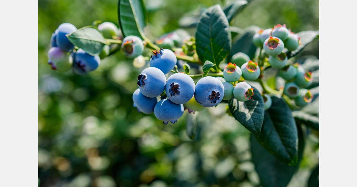 "In Peru and Mexico, blueberry varieties which best withstand climatic ...