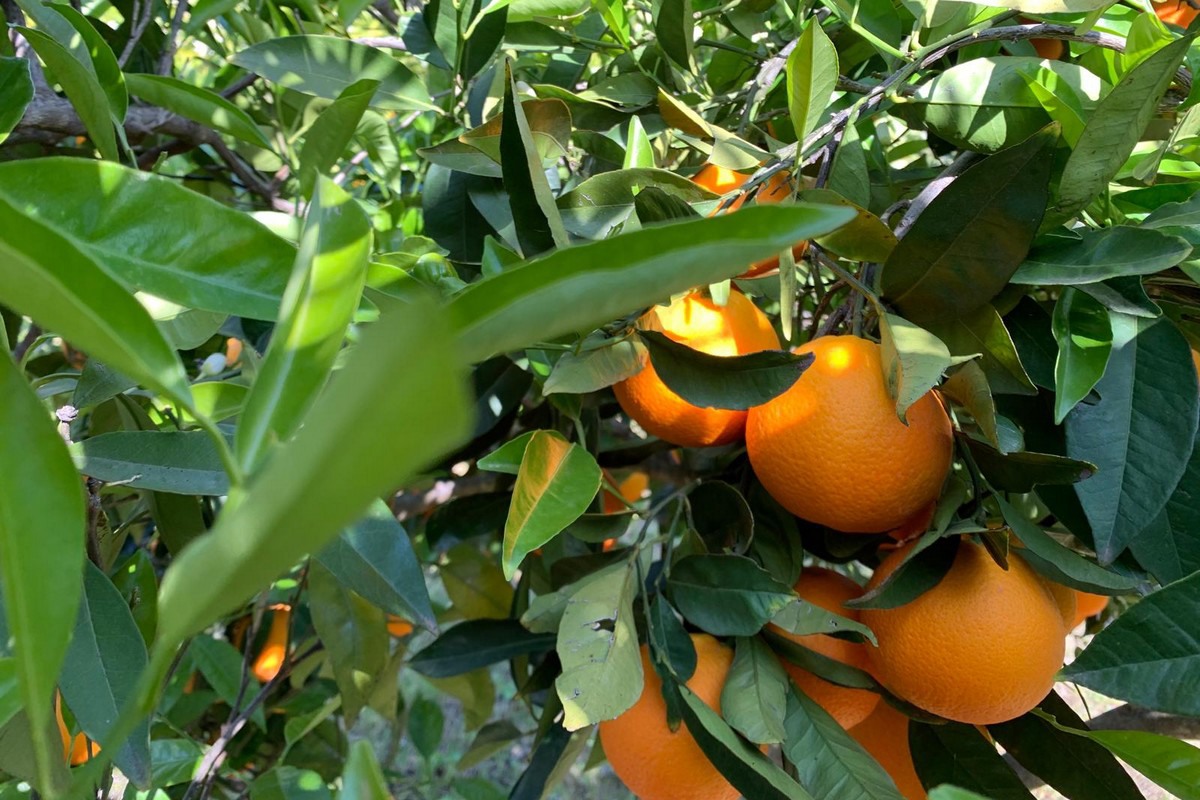 "Our location has ensured that we have faced neither drought issues nor ...