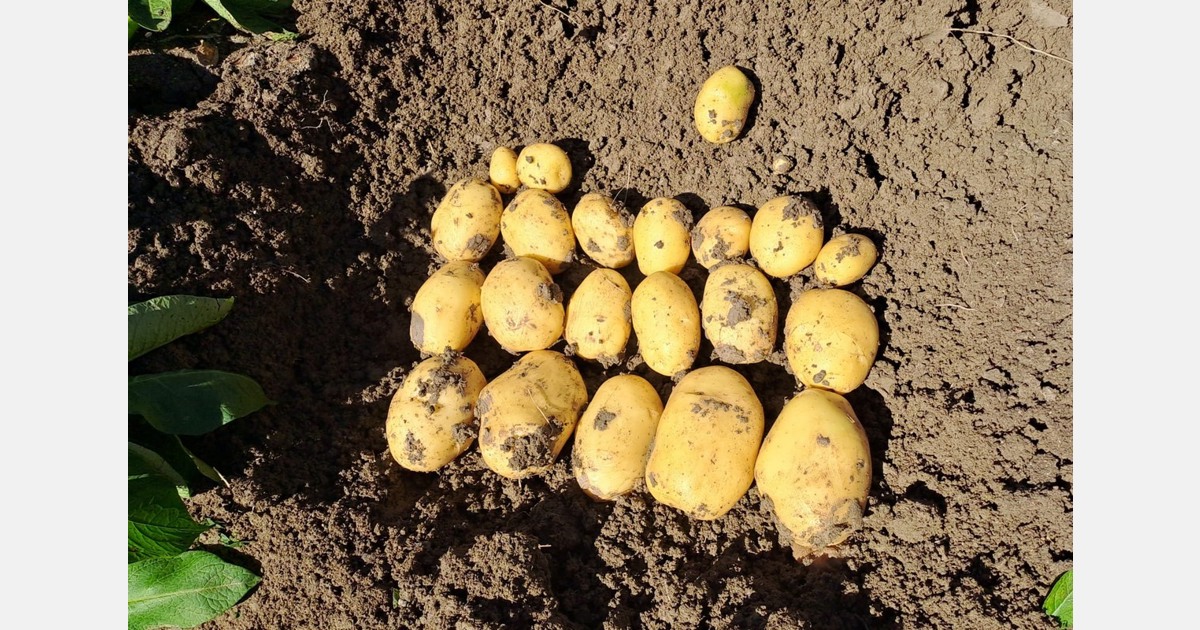 "The factories are eagerly awaiting the launch of this new potato variety"