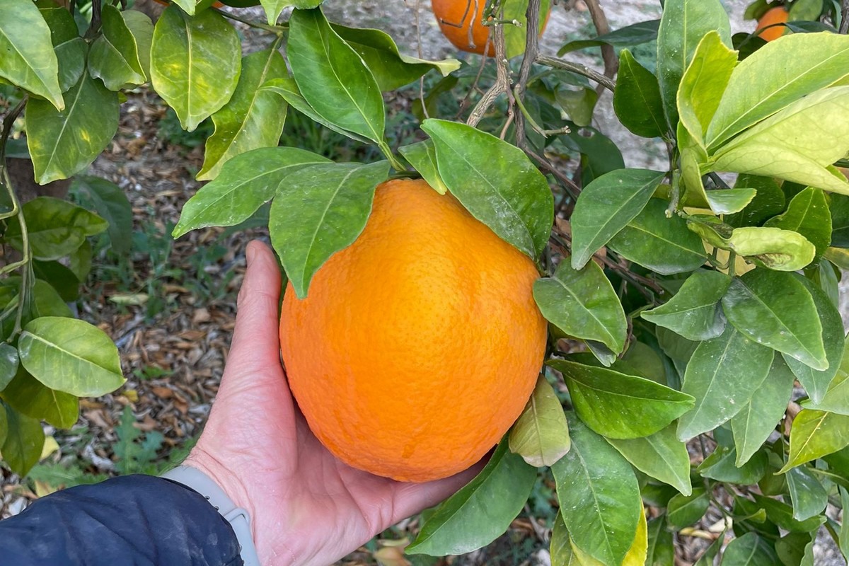 "Spanish oranges are highly appreciated in the European market. They ...