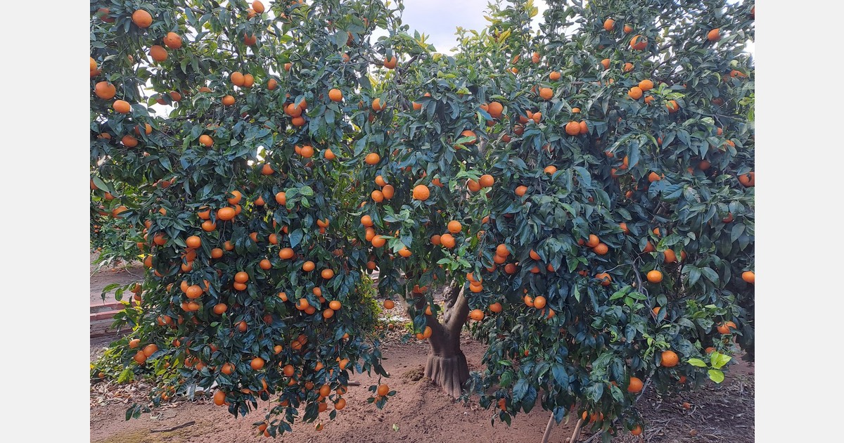 "We will work to ensure that the Orri continues to stand out from the ...