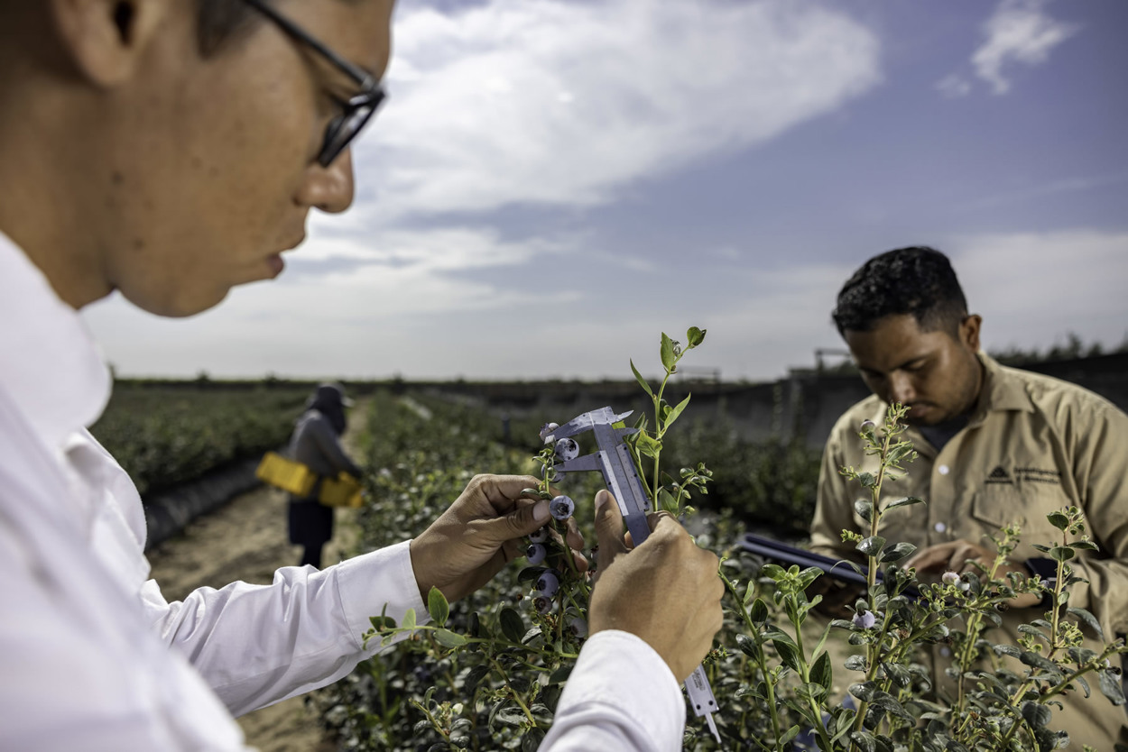 With operations in Peru, Mexico and Morocco, Agrovision Corp. aims to ...