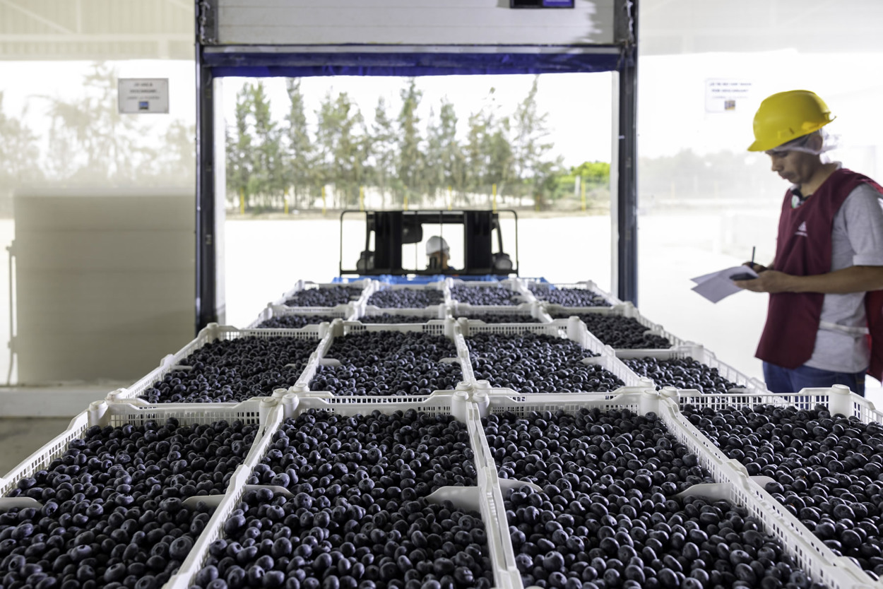 With operations in Peru, Mexico and Morocco, Agrovision Corp. aims to ...