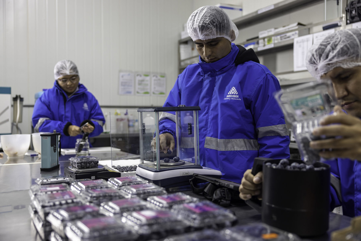 With operations in Peru, Mexico and Morocco, Agrovision Corp. aims to ...