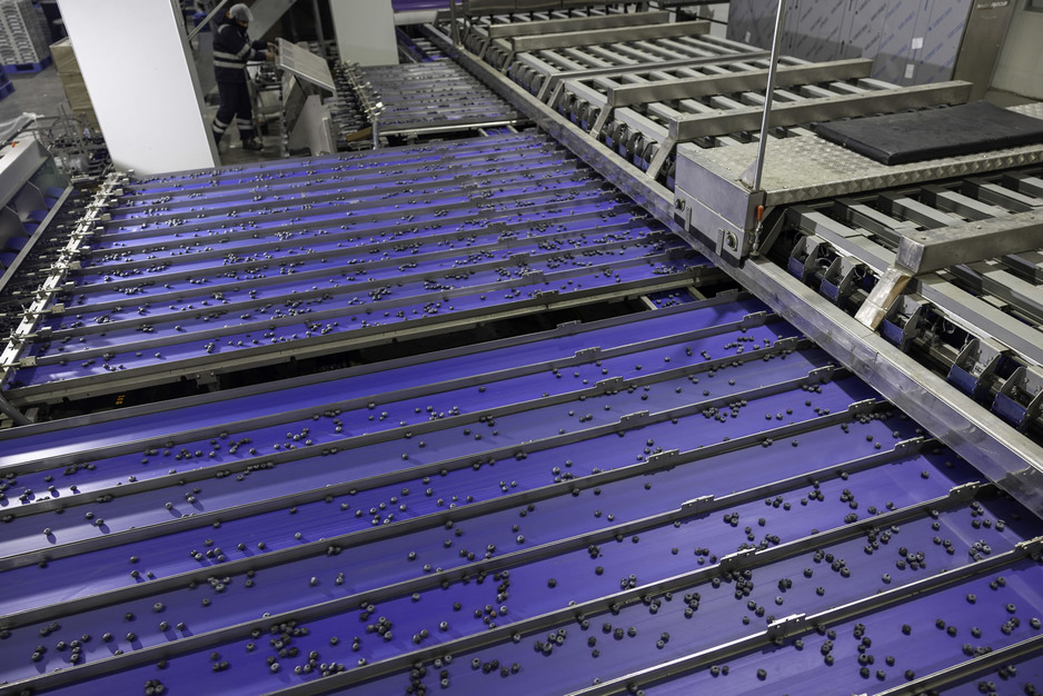 With operations in Peru, Mexico and Morocco, Agrovision Corp. aims to ...