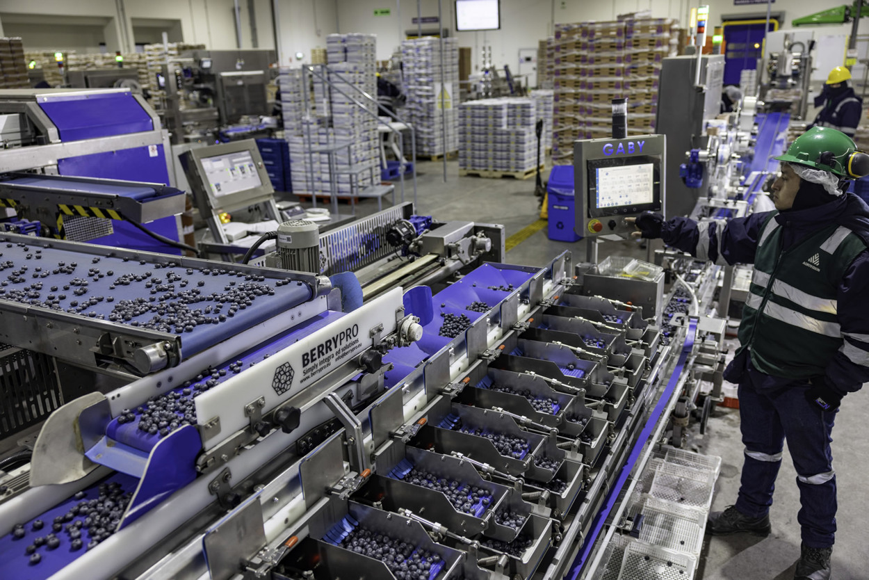 With operations in Peru, Mexico and Morocco, Agrovision Corp. aims to ...