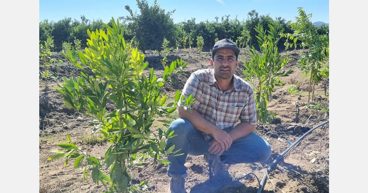 The US Early Pride mandarin variety has started expanding in Peru and Chile