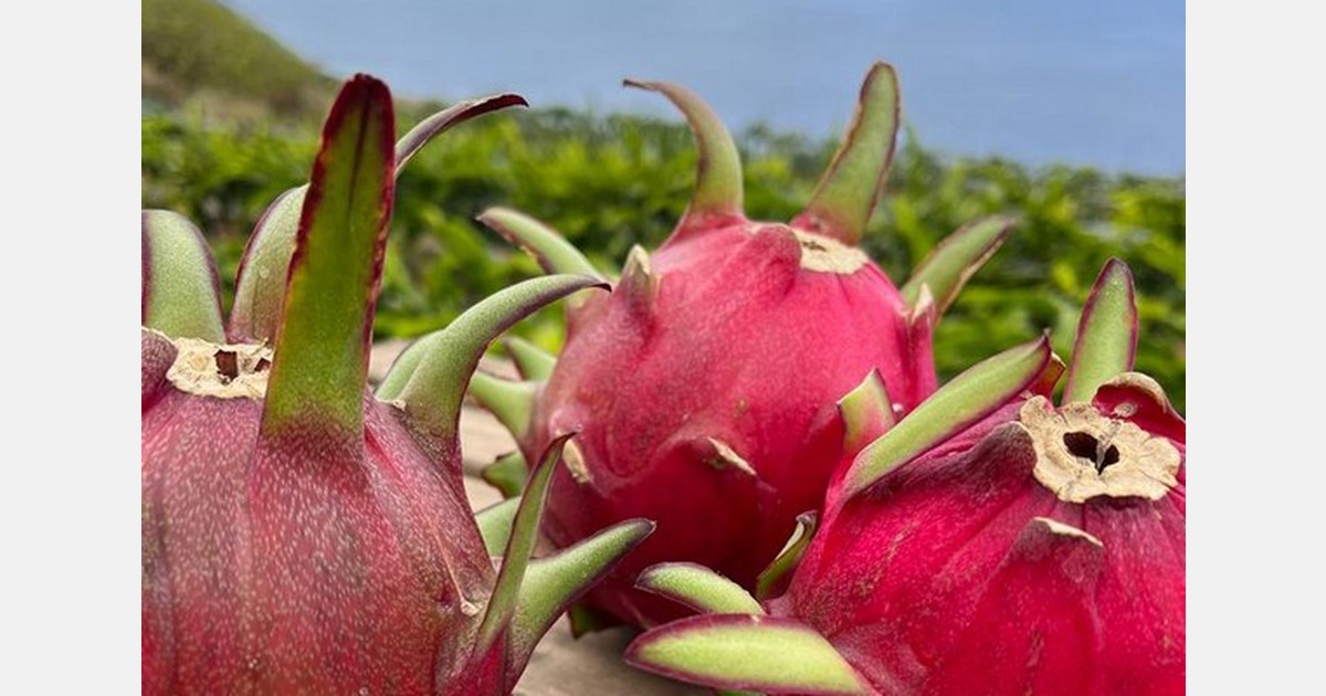 "We are shipping 90% of our pitaya production to the Czech Republic"