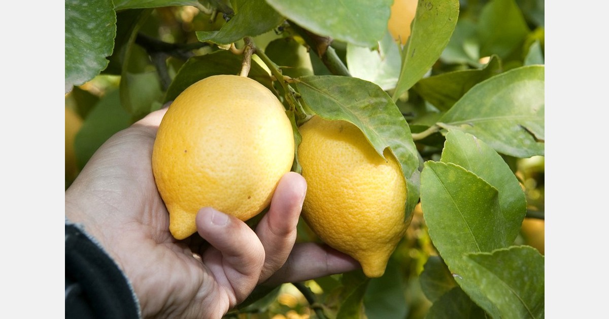 "Verna lemon consumption at the start of the season has been higher ...