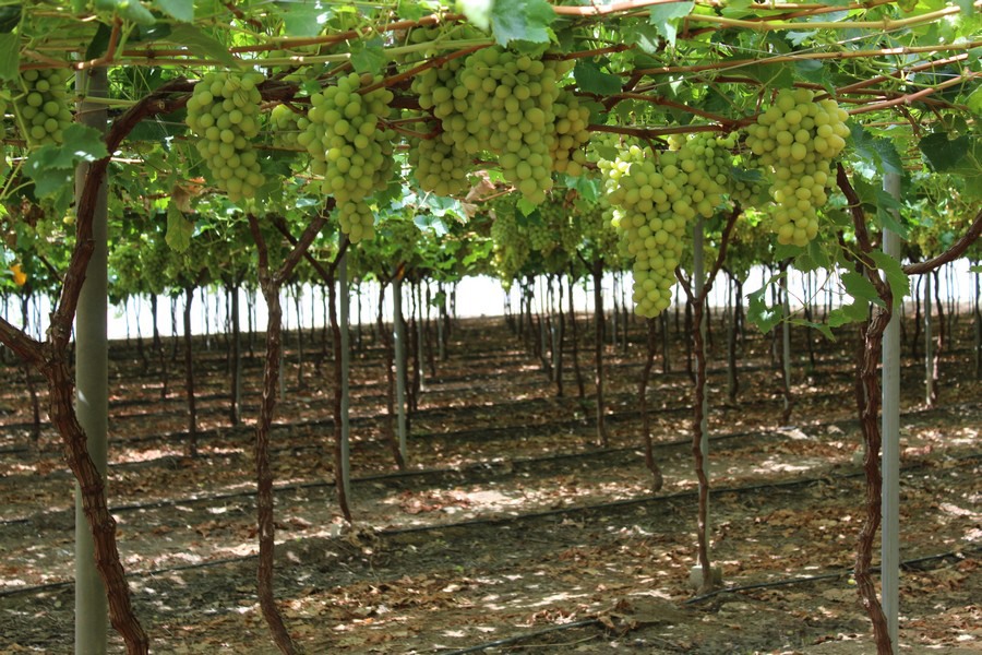 "We are striving to have a longer marketing window for table grapes ...