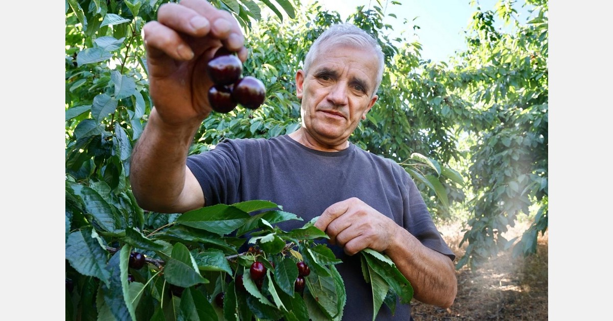 "Around 80% of the cherries that arrive are of caliber 28-30, the ...