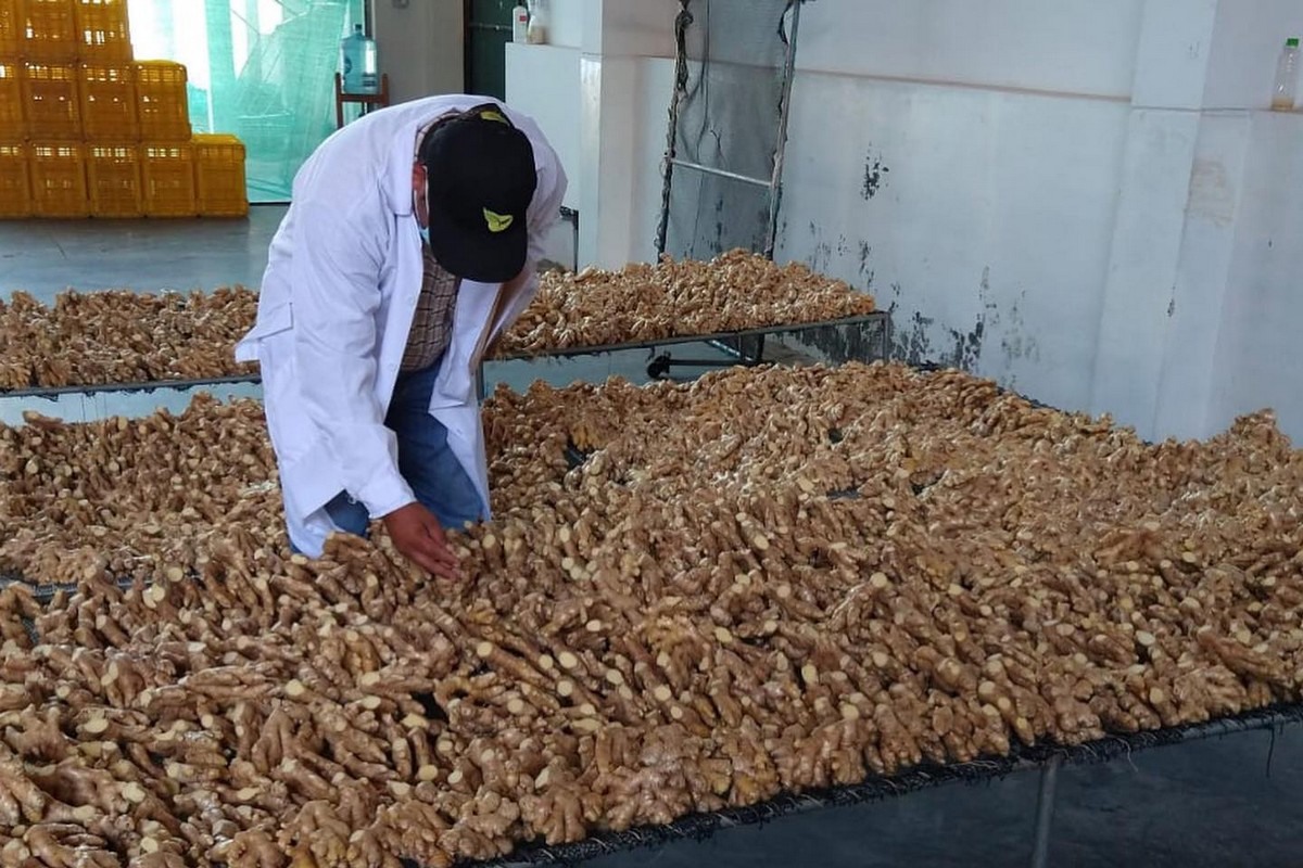 "This season's demand for Peruvian ginger seems stable and in balance ...