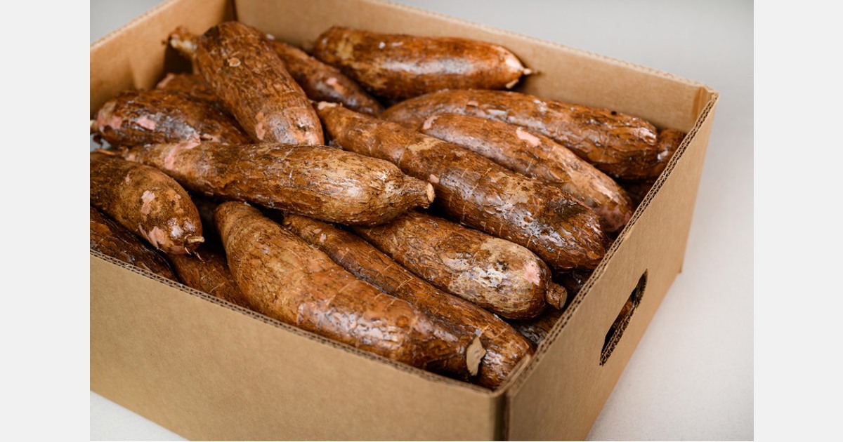 "Higher demand for Costa Rican cassava in European market"
