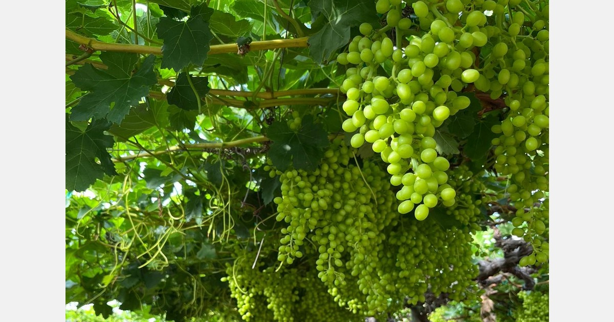 Atitlan joins Ecosac as majority shareholder to become Peru's number ...