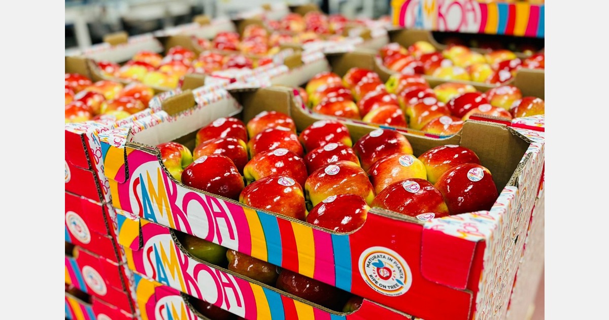 First extra-sweet Sambóa apple campaign gets underway