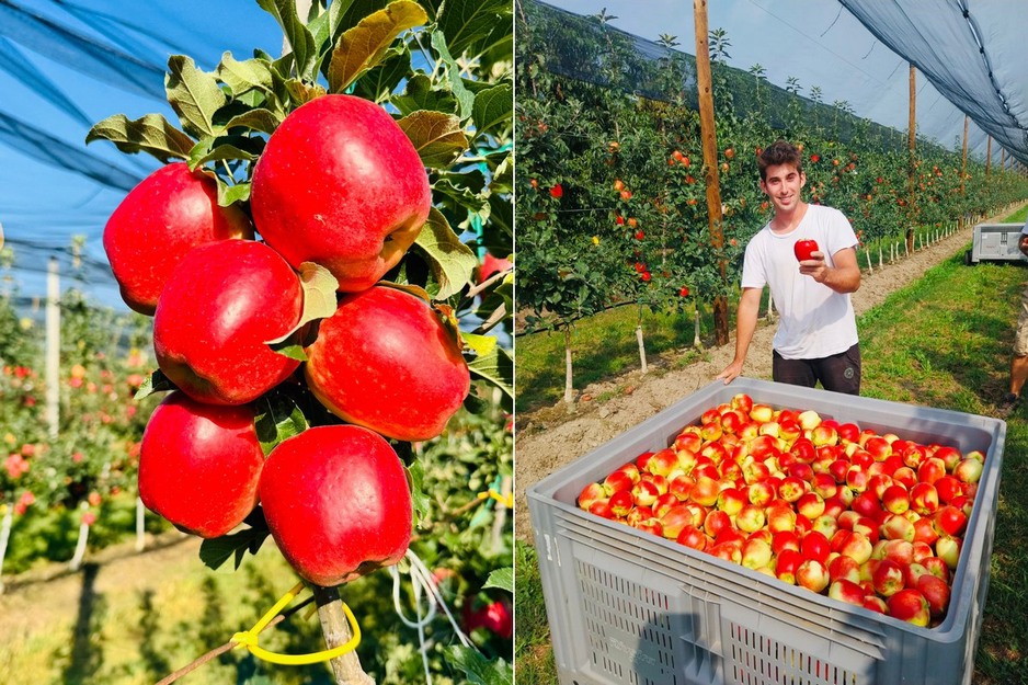 First extra-sweet Sambóa apple campaign gets underway